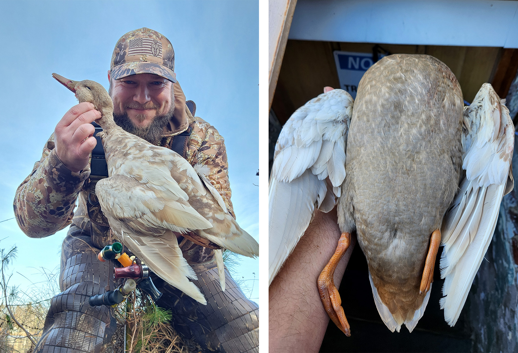 Game Farm Mallards/Duck DNA Results | Duckboats